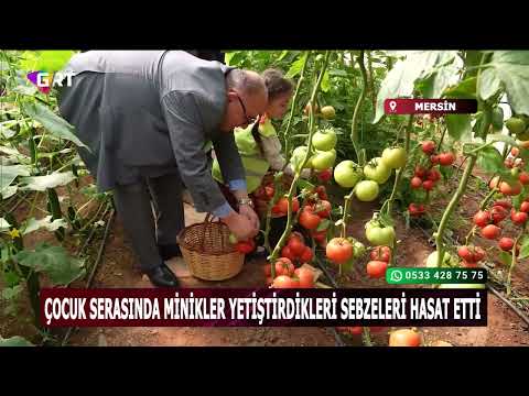 Çocuk serasında minikler yetiştirdikleri sebzeleri hasat etti