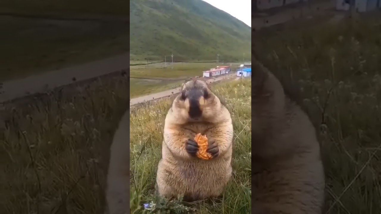 Marmot Eating Chinese Mooncake: Happy Mid-Autumn Day Festival 🌕 - YouTube