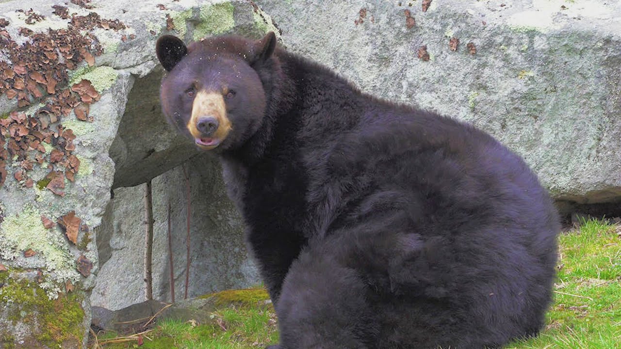 Great Summer-time adventures and a brand new bear at Grandfather ...