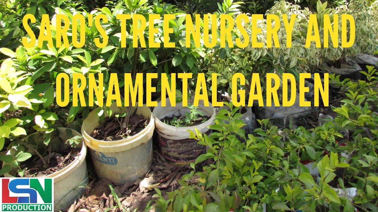 Saro's Tree Nursery And Ornamental Garden, Opposite Abuko Nature ...