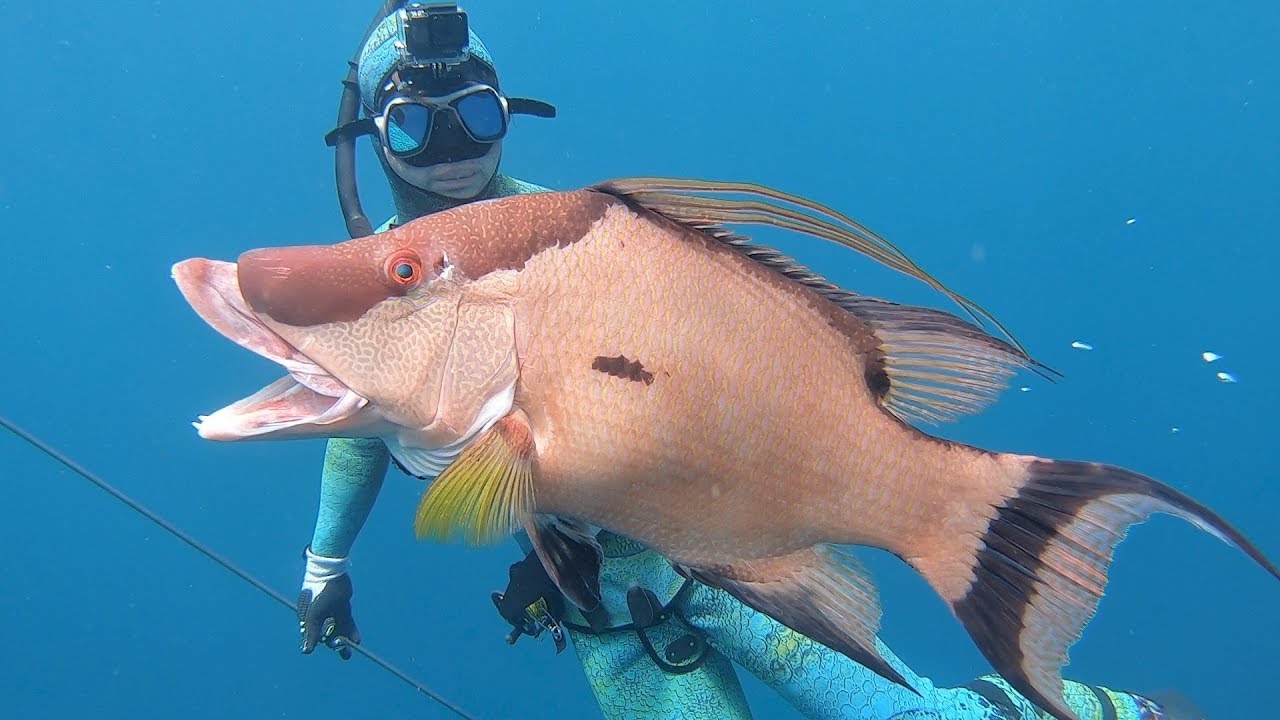 Hogfish Hog Snapper Underwater