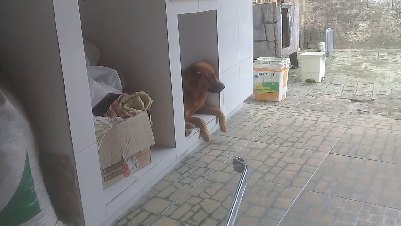 Bravesa da minha cachorra - YouTube