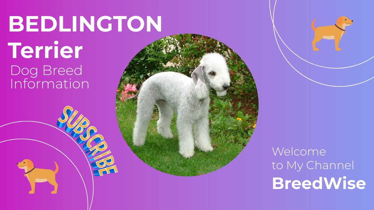 Bedlington Terrier Dog Breed Profile: An Insight into Their Traits and ...