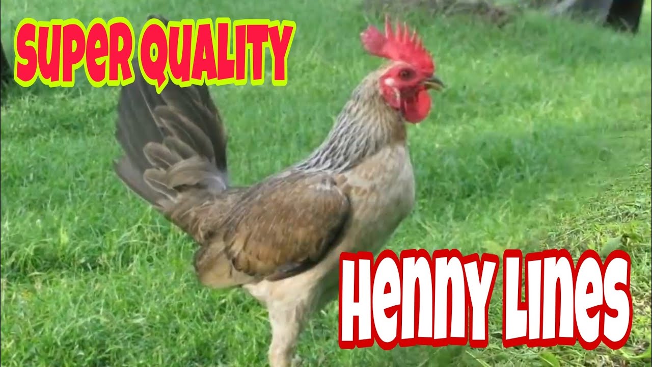 super quality henny lines, grabe ang gaganda ng mga manok na ito ...