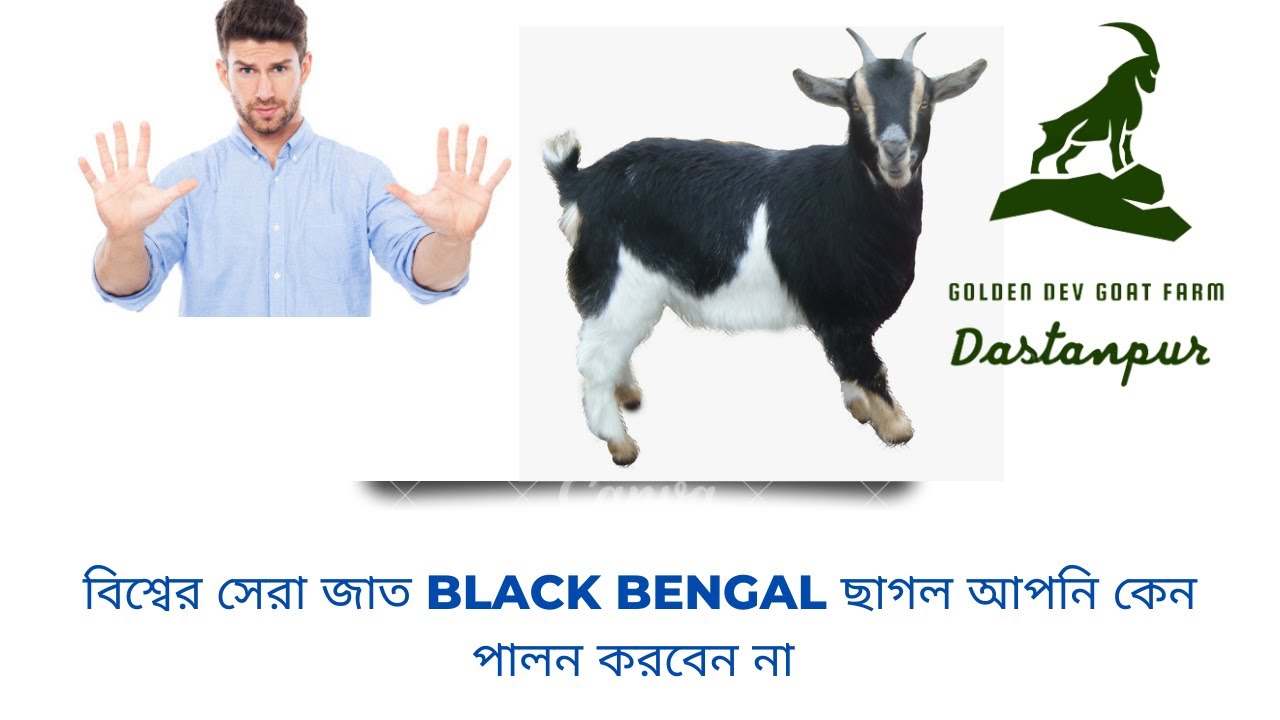 বিশ্বের সেরা জাত BLACK BENGAL ছাগল আপনি কেন পালন করবে না। Golden Dev ...
