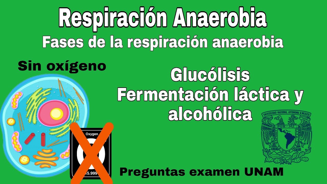 Respiración Anaerobia (Sin Oxígeno) | Respiración Celular | Examen UNAM ...