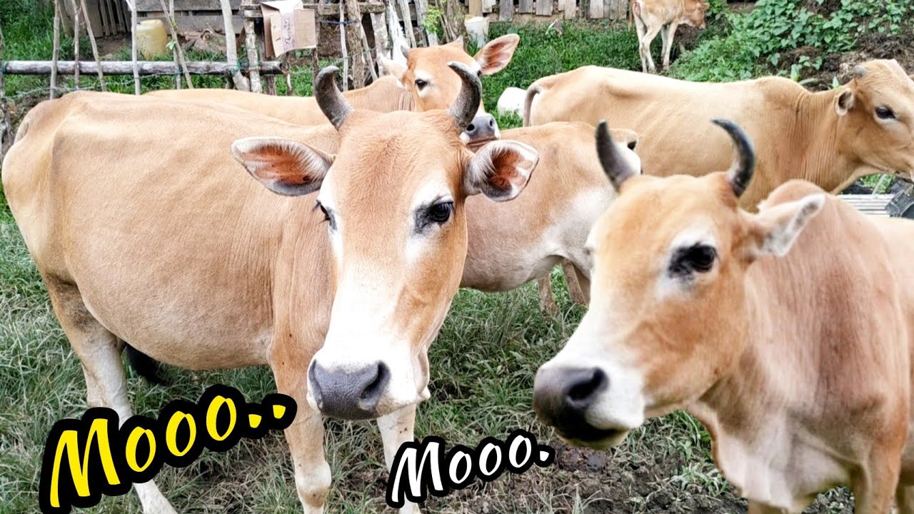 funny cows are playing in the village farm - Cow videos, funny cows ...