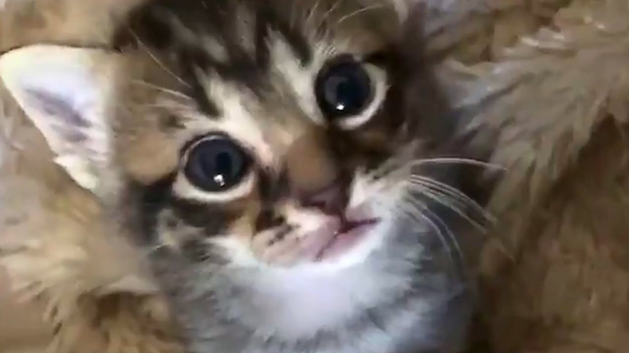 Ultimate Cute Kittens #06 | This is Cat - YouTube