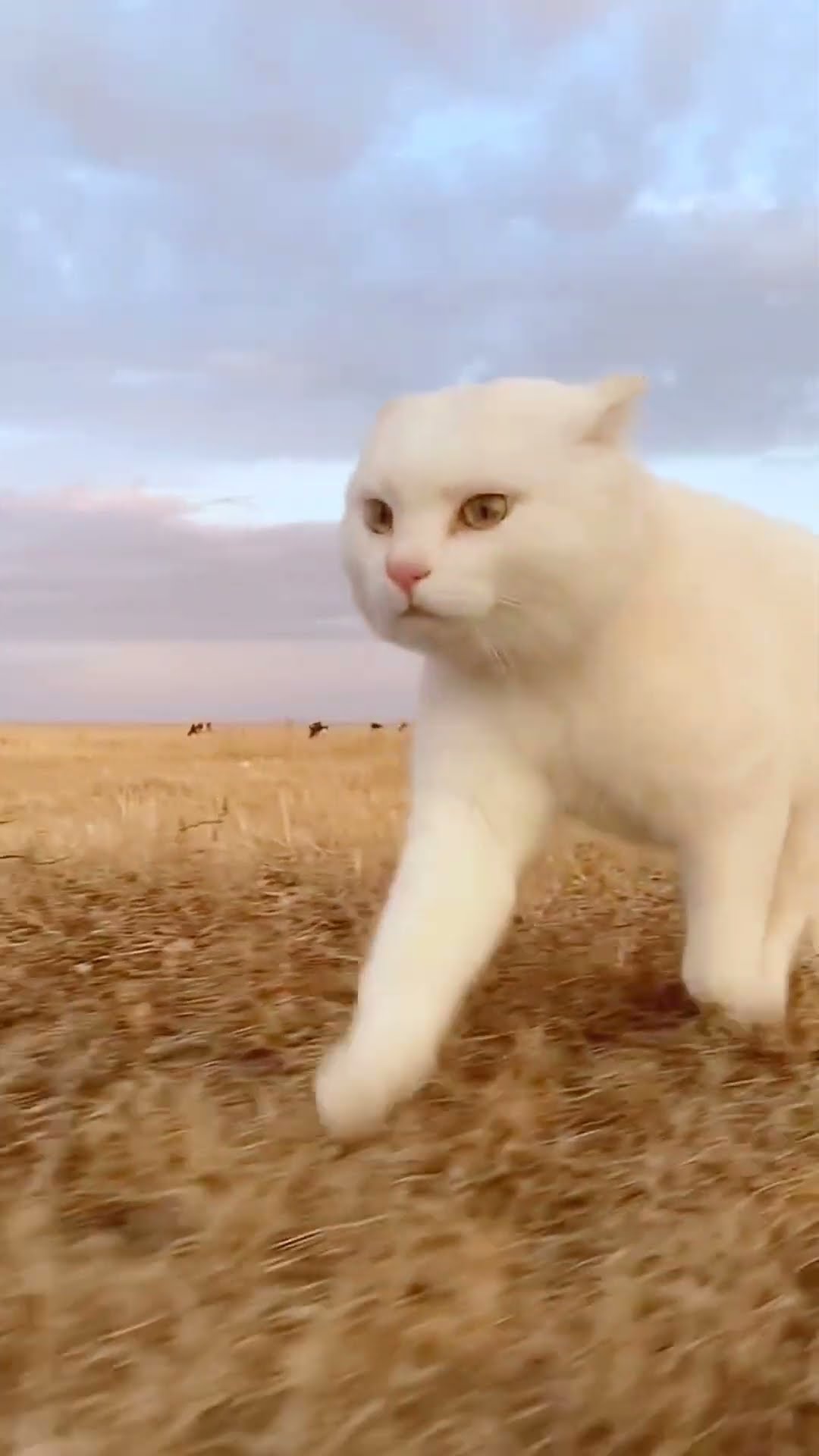 Funny cat running and be strong - YouTube