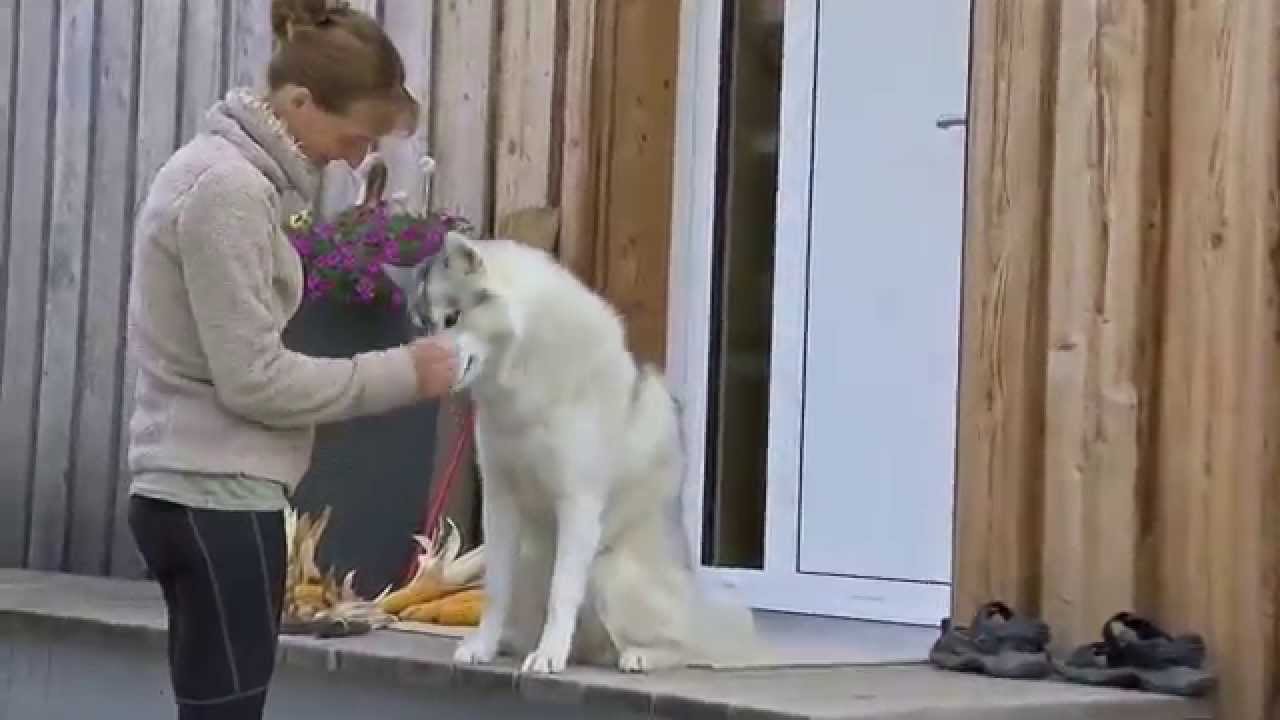 Cry Out Silver Wolf - YouTube