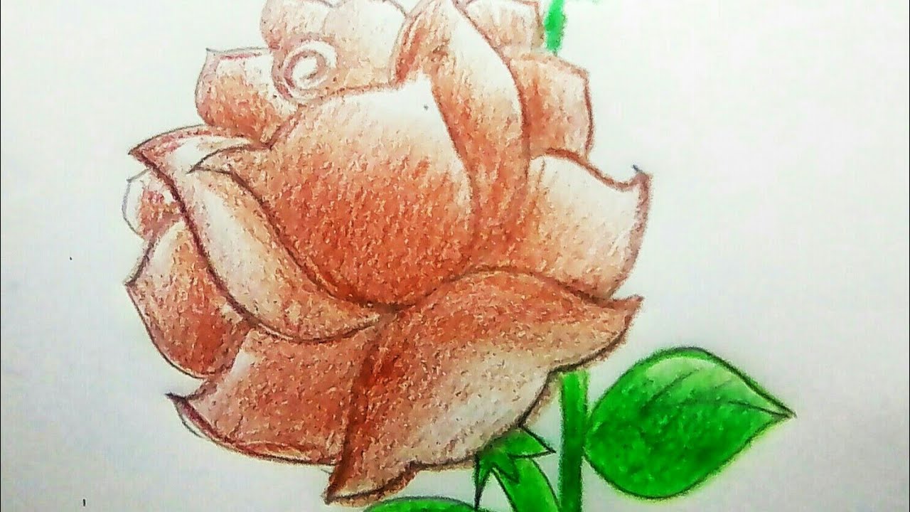 how to draw brown color a rose very easy - YouTube