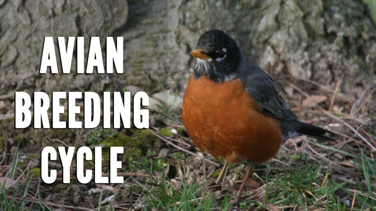 Avian Breeding Cycle - YouTube