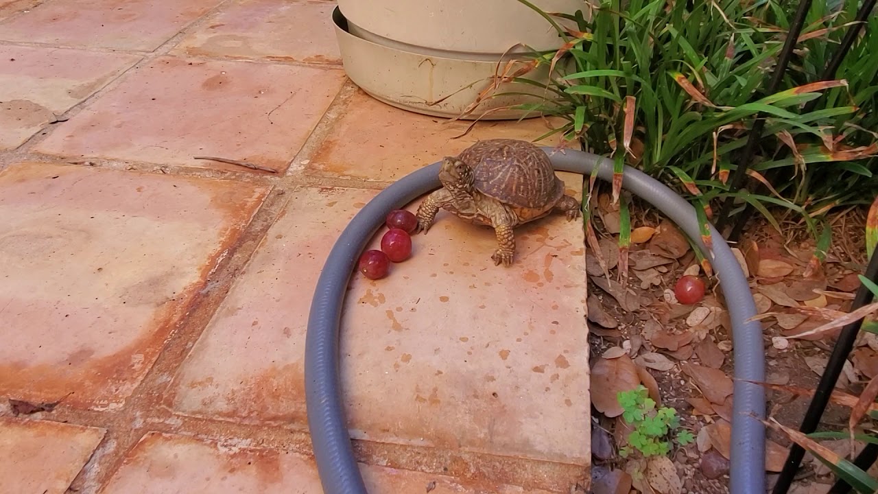 Bub playing Grape Futbol - YouTube
