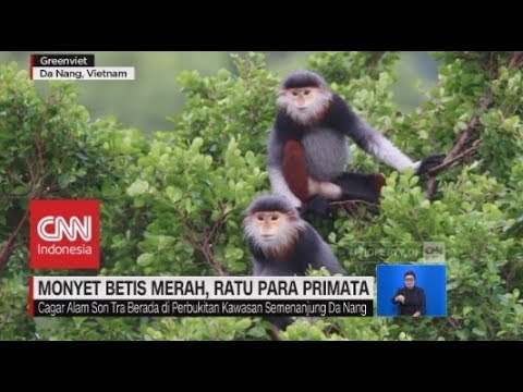 Lucunya, Monyet Betis Merah, Ratu Primata yang Terancam Punah - YouTube