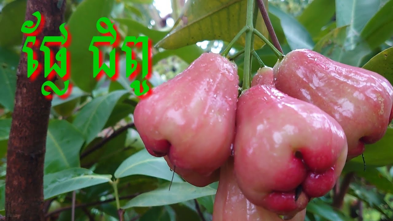 ផ្លែជំពូ \Chompu Fruit - YouTube