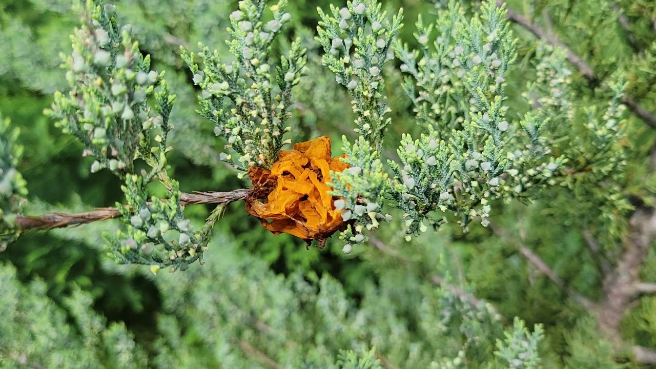 Cedar-Apple rust (gymnosporangium fungus) on Eastern Red Cedar ...