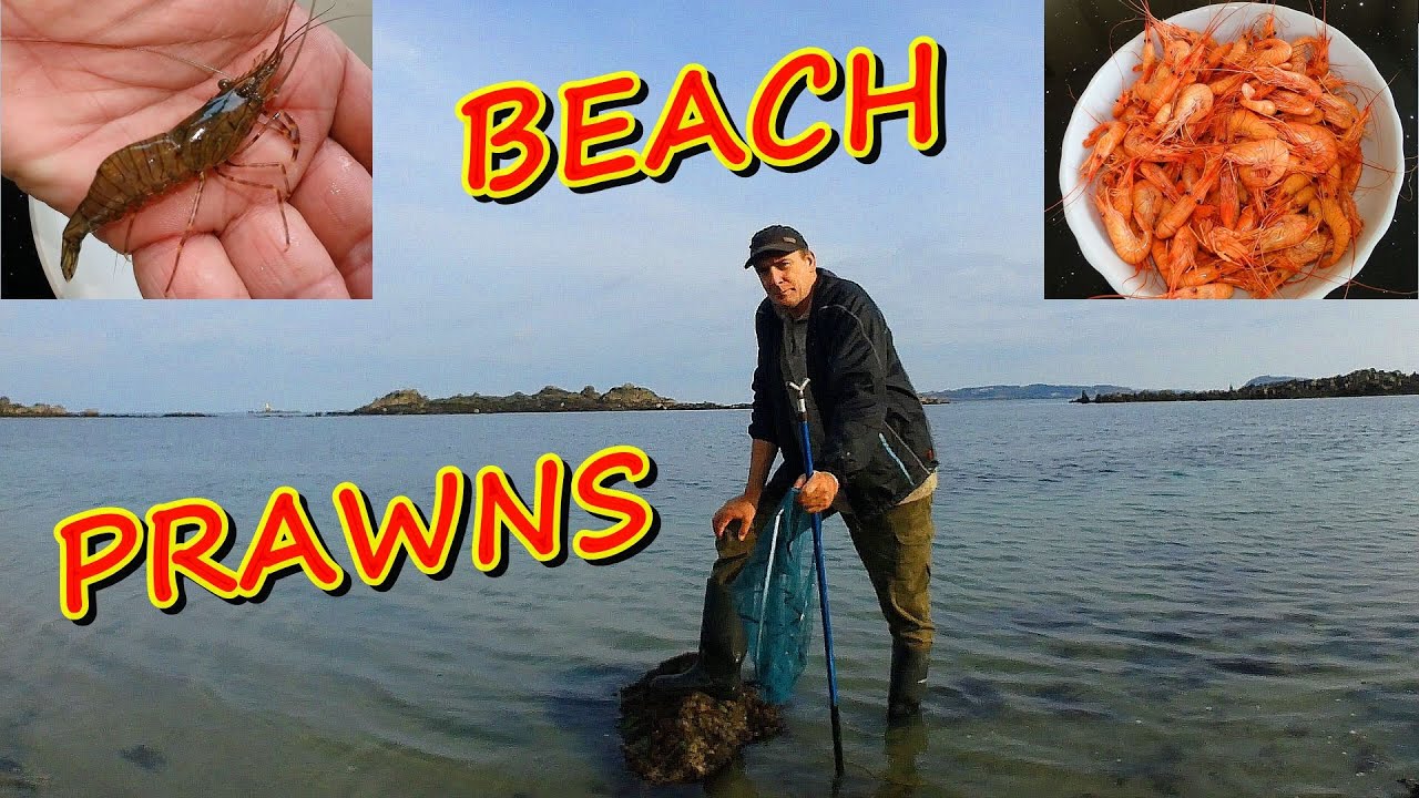 Prawns From The Beach With A Shrimp Net On An Extreme Low Tide - YouTube