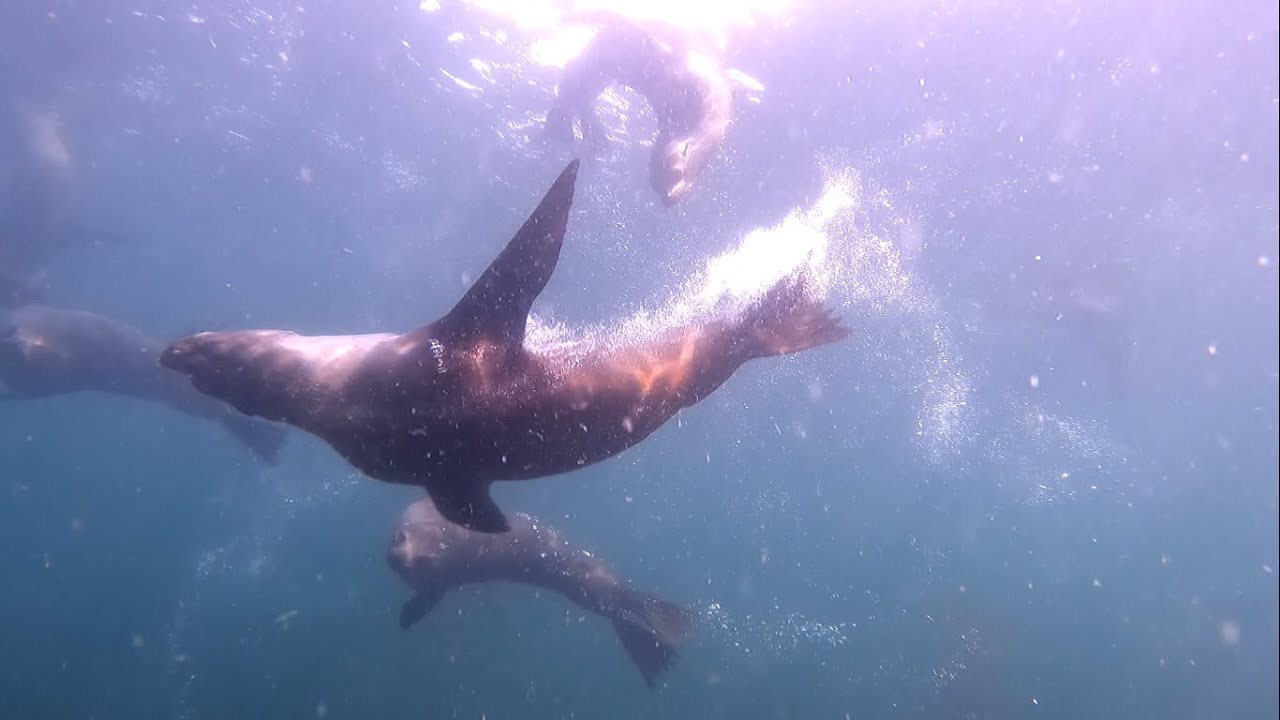 Sealy Dive: Freediving with Seals in Tasmania - YouTube