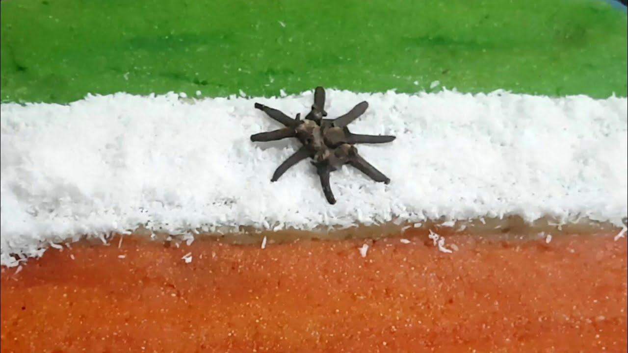 Tricolour Tiranga Recipe I Tiranga suji ka Halwa I semolina Pudding I ...