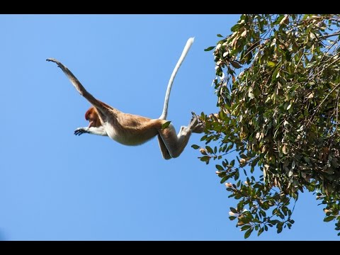 Monkey Jumping On the Street and Tree must watch - YouTube