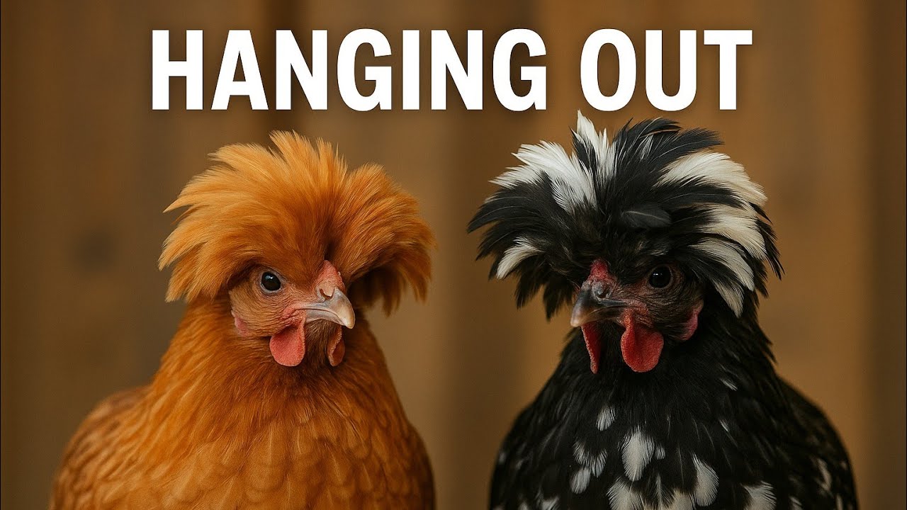 "These Chickens have More Style than me" - YouTube