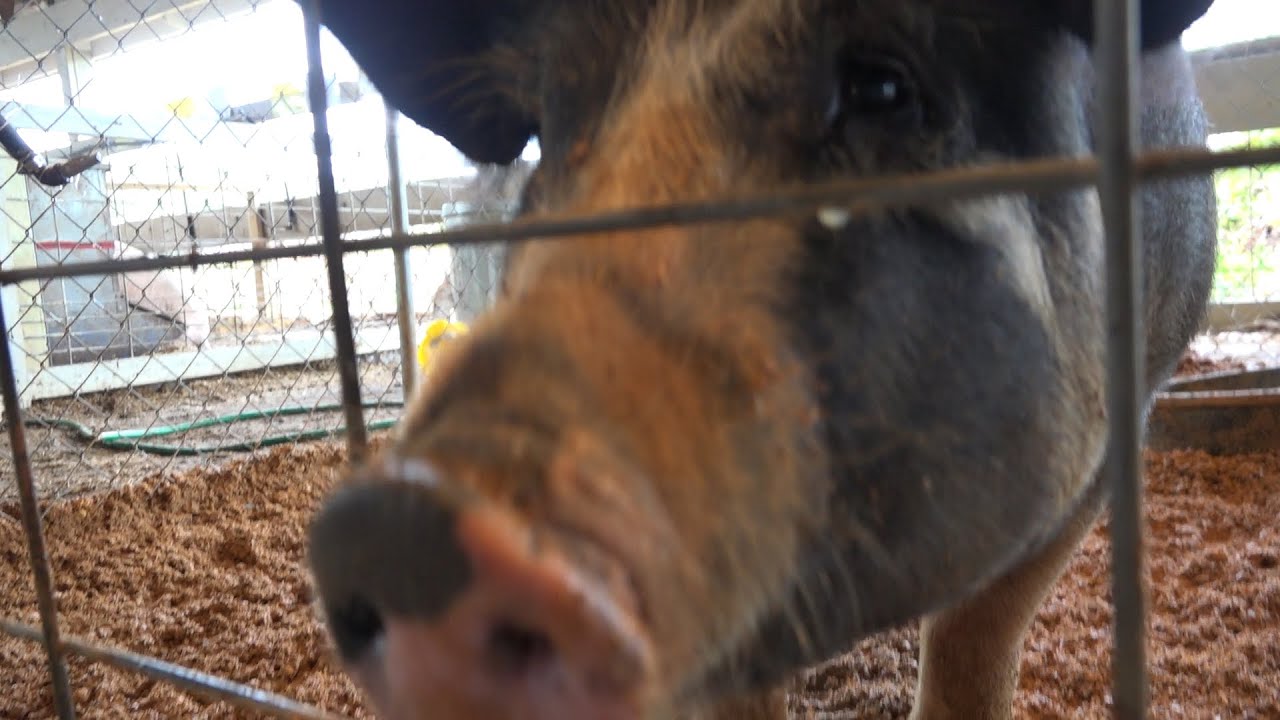 Noisey PIG grunting and trying to eat my camera - YouTube