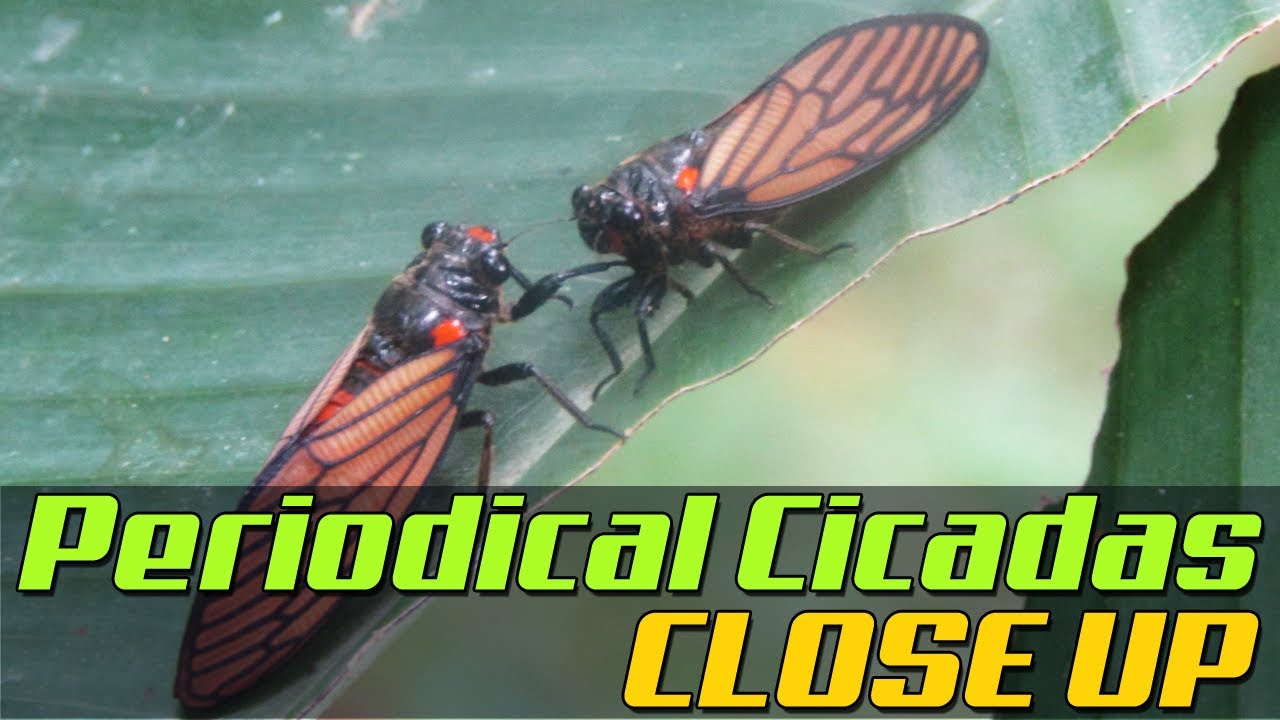 Vampire Insect Close Up Video - YouTube