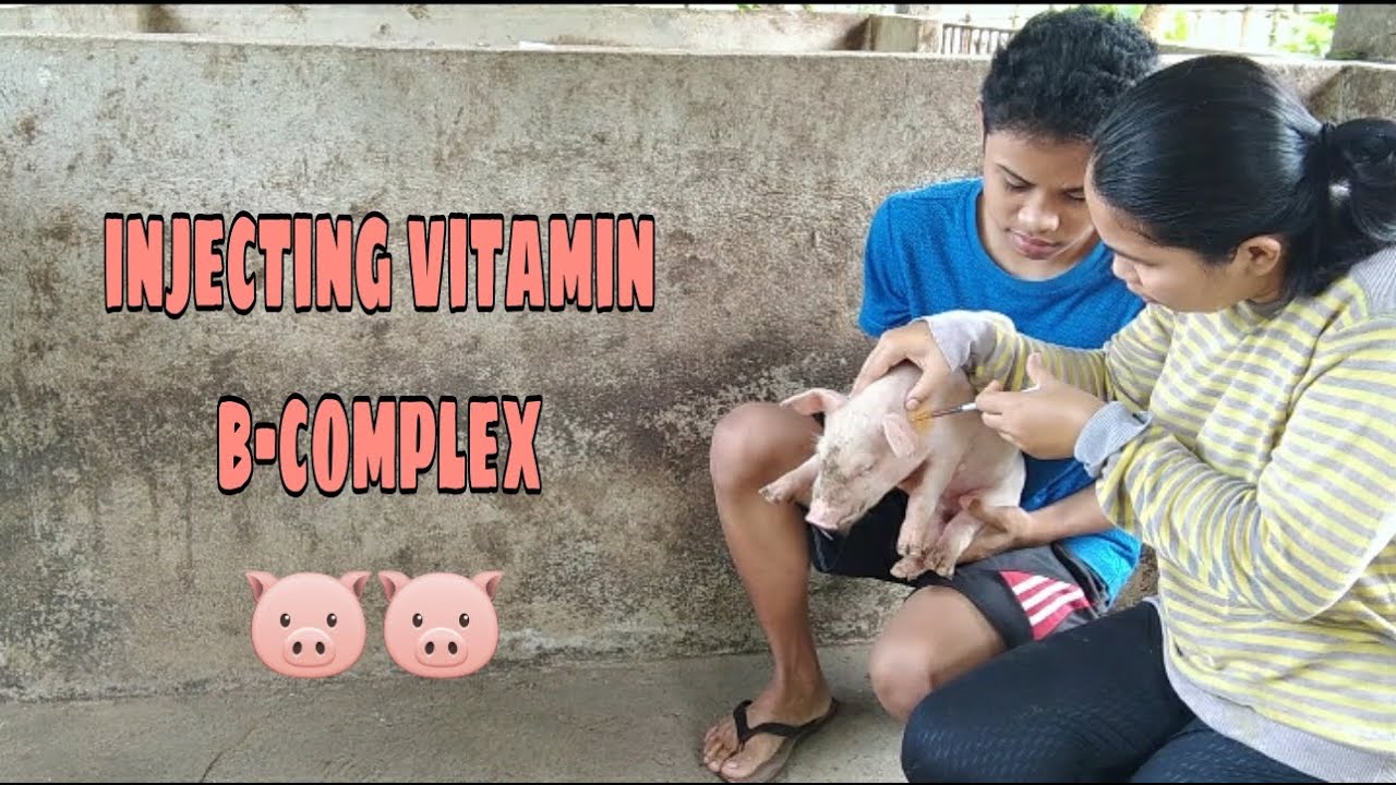 Injecting vitamin B-Complex || 10days old piglets || Buhay probinsya ...