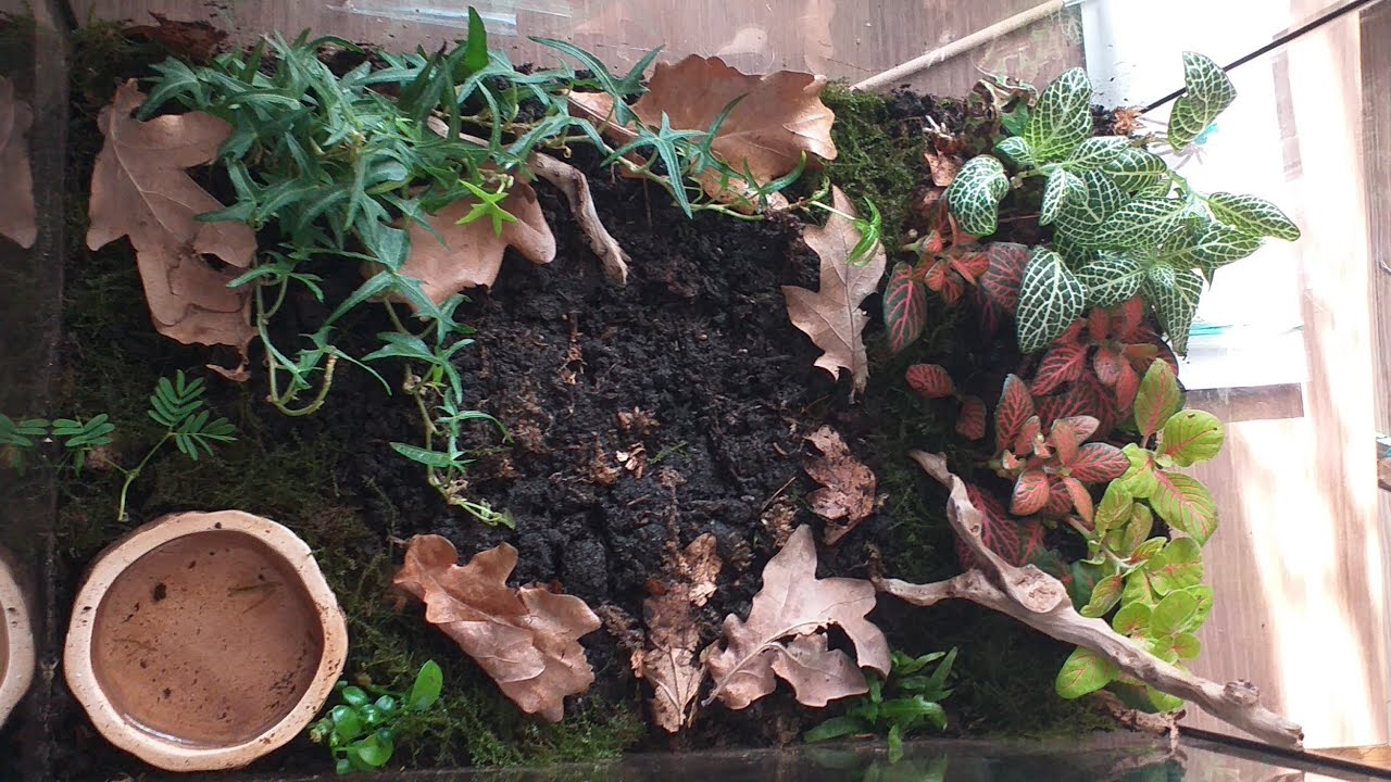 16) Roślinne terrarium dla żaby rogatej. - YouTube