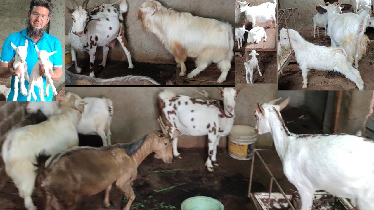 buff wale bantam Goats in Aurangabad guddu party ke paas 4 bachche wali ...
