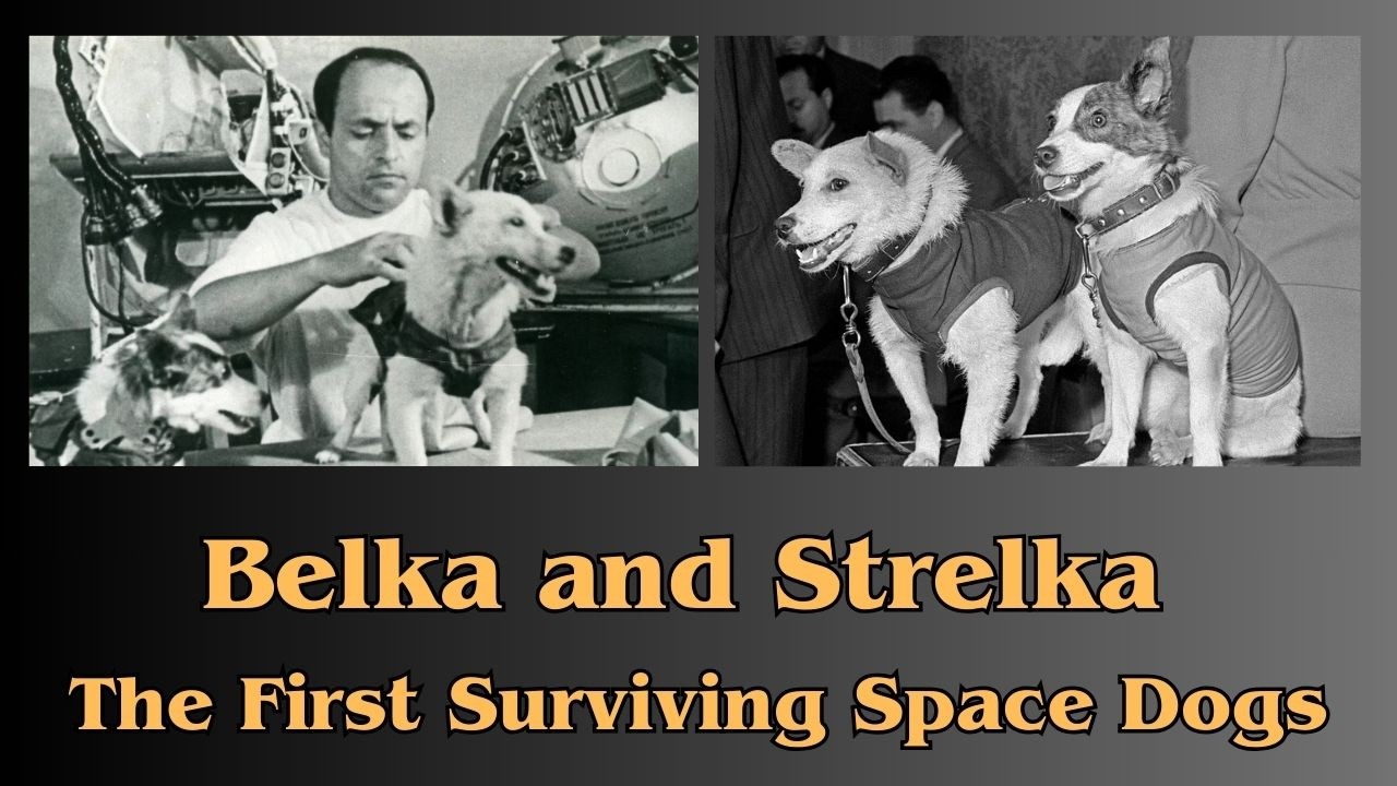 Belka and Strelka: The First Surviving Space Dogs - YouTube