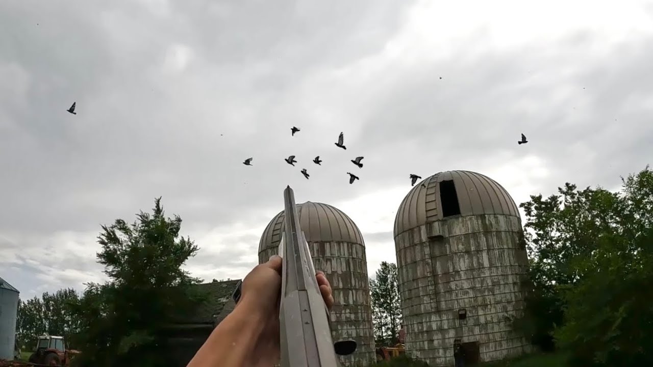 Our BEST Grain Bin Pigeon Hunt of the Year! (Pigeon Hunting) - YouTube