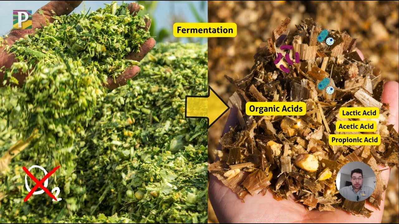 Silage with Passion Ep.7 Silage Fermentation Fundamentals - YouTube