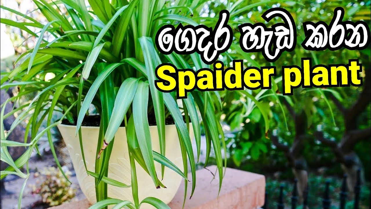 Spaider plant වලින් ලස්සන indoor plant එකක් පහසුවෙන් හදාගමු How to make ...