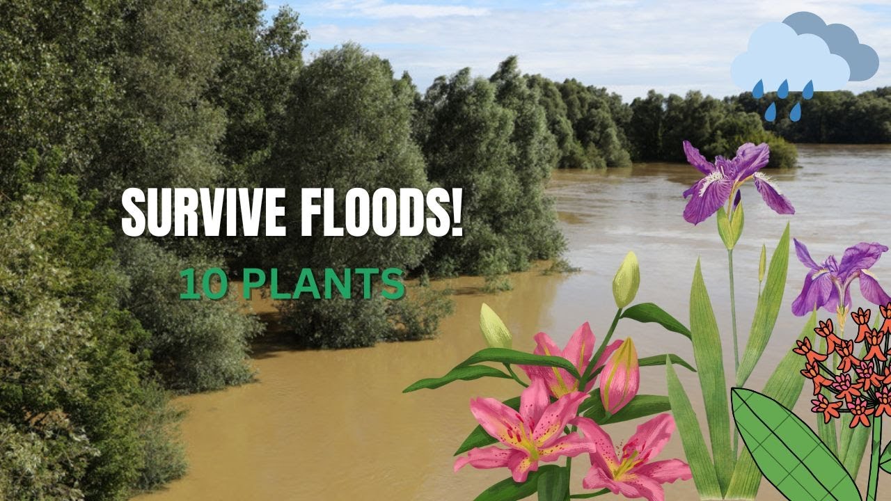 Plants That Tolerate Flooding Rain Gardens: Plants That Can Prevent