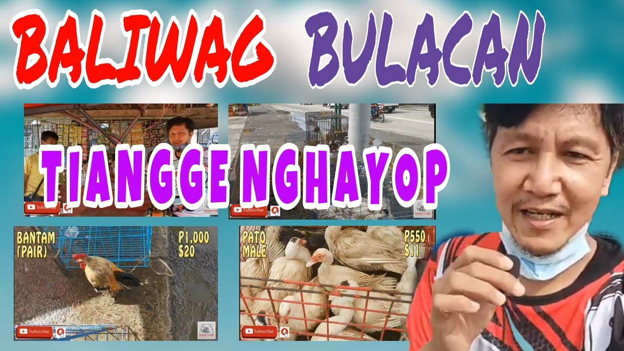 PETS AND ANIMALS FOR SALE IN THE PHILIPPINES BALIWAG BULACAN PART 1 ...
