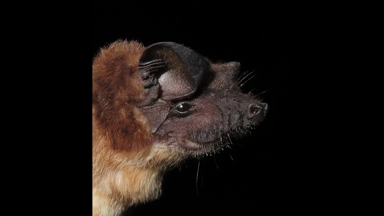 Mops leucostigma - YouTube