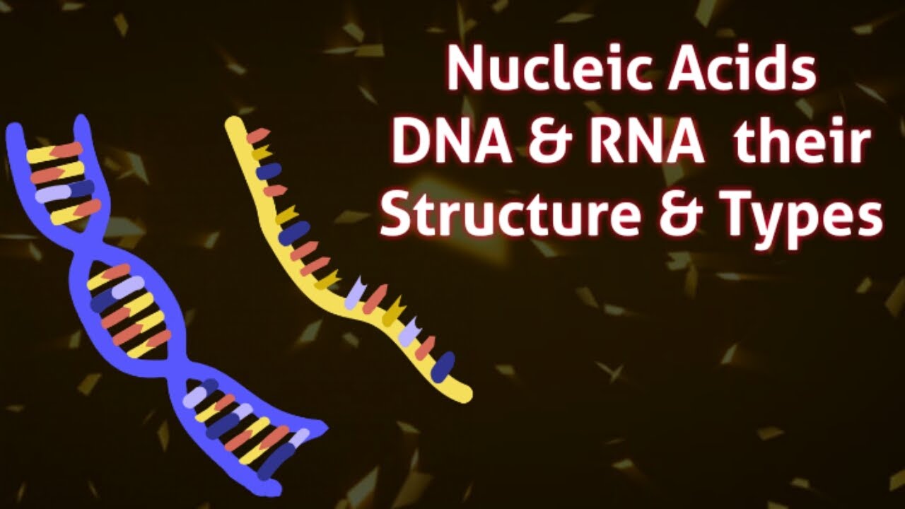 Nucleic Acids _ DNA and RNA | their Structure and Types Of RNA By Smart ...
