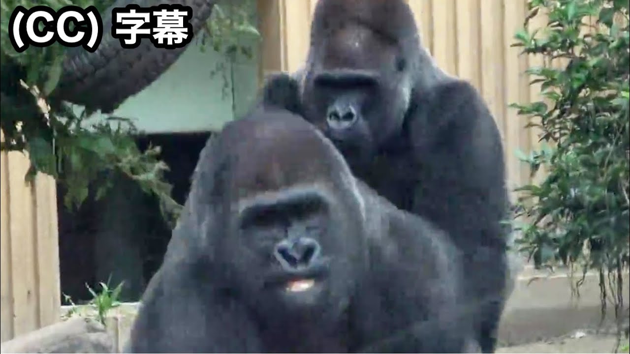 Silverback flinches at his son's sudden rush. Momotaro｜Momotaro family ...