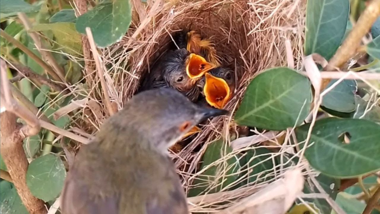 #EP2.Common nightingale Birds Feed her baby in the nest well. [ Review ...
