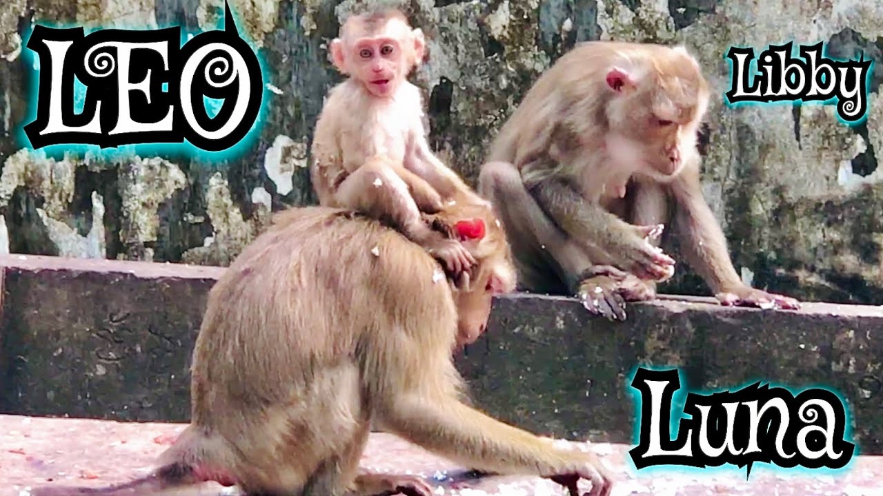 What a naughty boy 😅LEO is disturbing Luna & Libby during meal time - YouTube