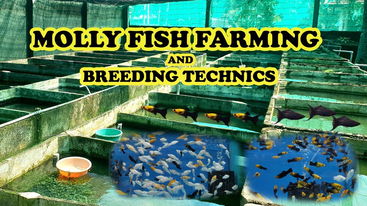 Molly Fish Farming & Breeding Technics | LIVE AQUARIUM - YouTube