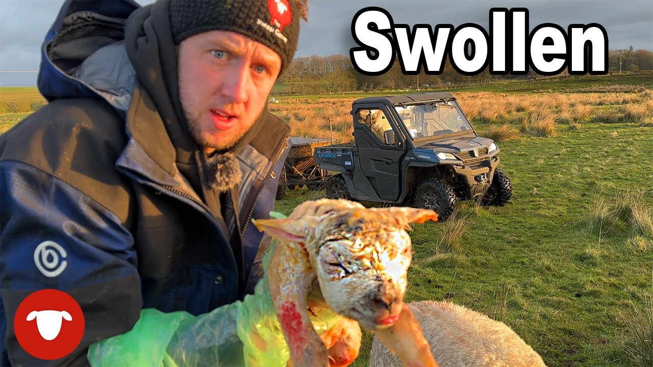 HUNG LAMBS and a RINGWOMB | Day 12 Lambing 23 | The Sheep Game | The ...