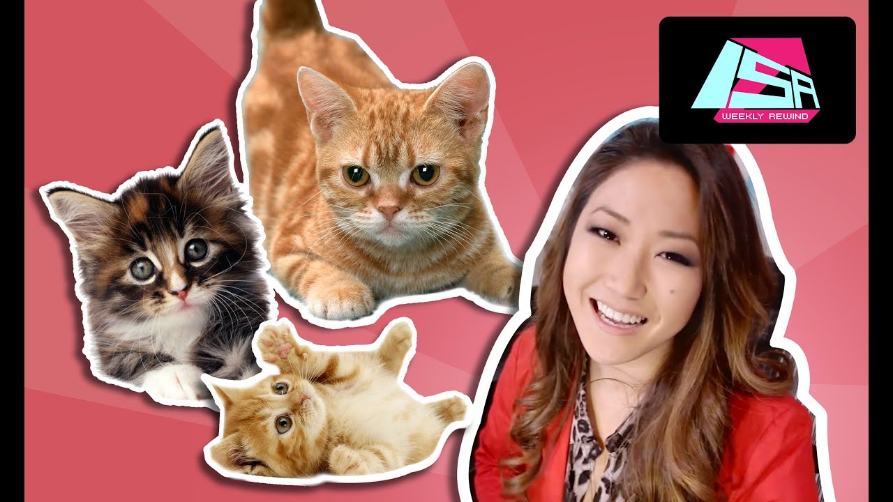 ISA Weekly Rewind Ep. 33 - 33 Cat Videos! (Season Finale) - YouTube