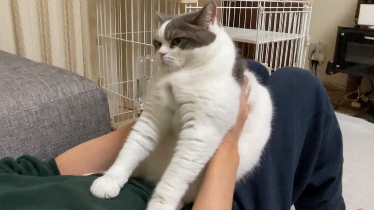 【Angel#229 】パパに抱っこされるむちむち猫のたまちゃん - YouTube