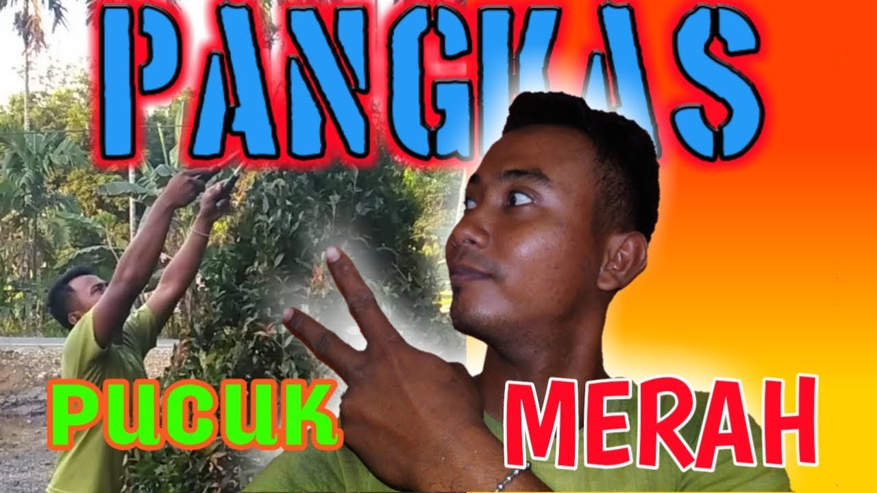 CARA 🔴PANGKAS PUCUK MERAH - YouTube