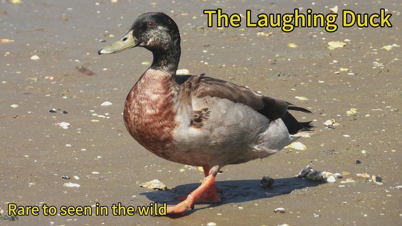 The laughing duck - met a laughing duck in the wild , and rare to seen ...