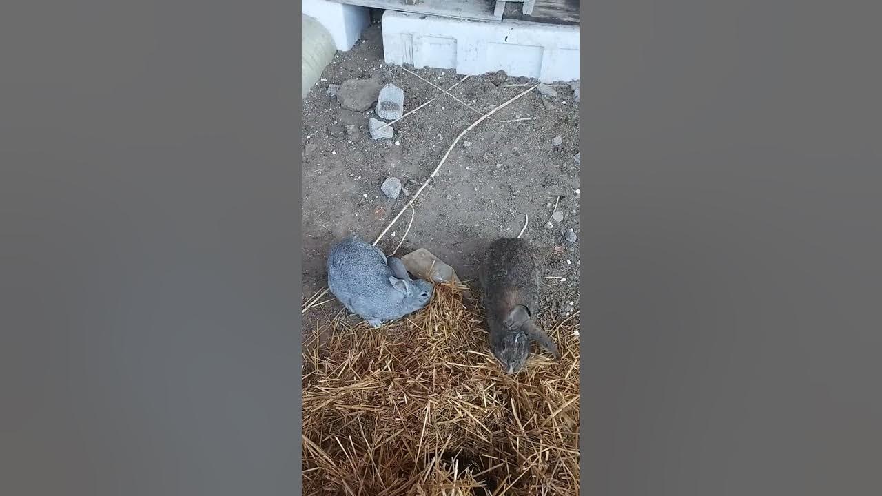 honaki quyonlarni boqish - YouTube