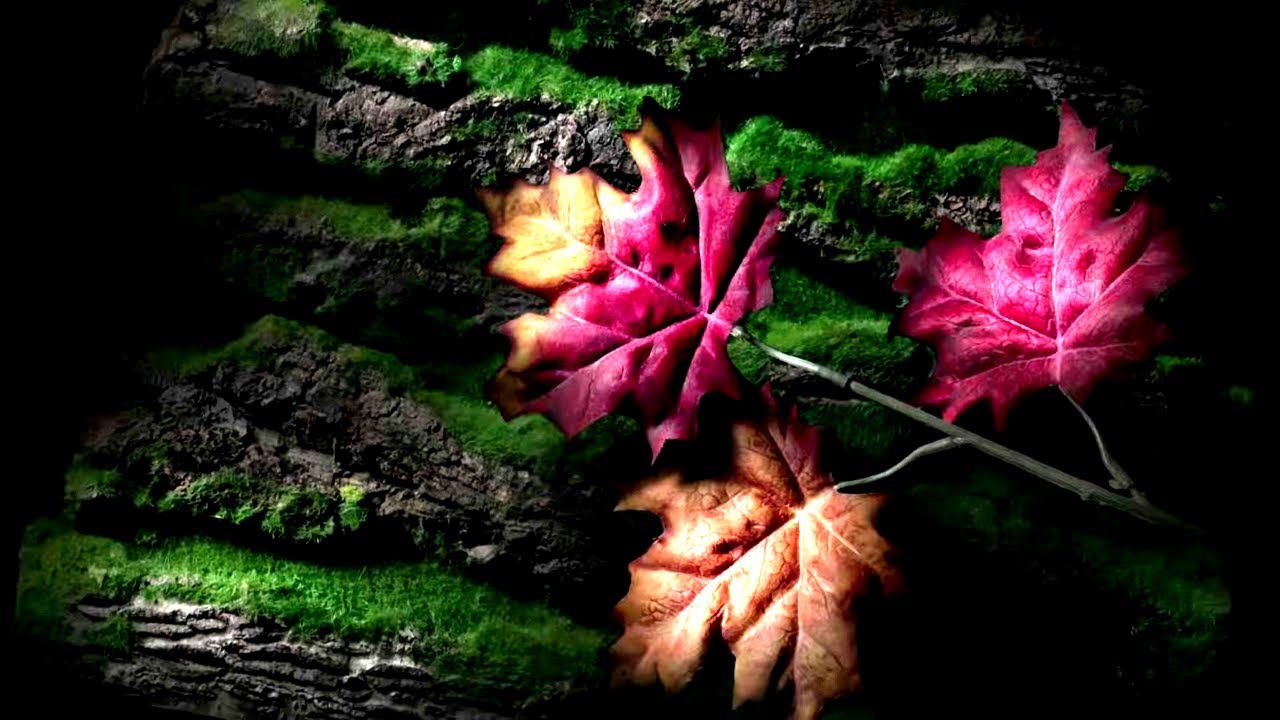 Light Painting Leaves: Still Life Photography - YouTube