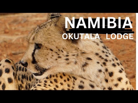 Namibia I Okutala Lodge I Etosha I Elefanten I Geparden I Nashörner I Leoparden I